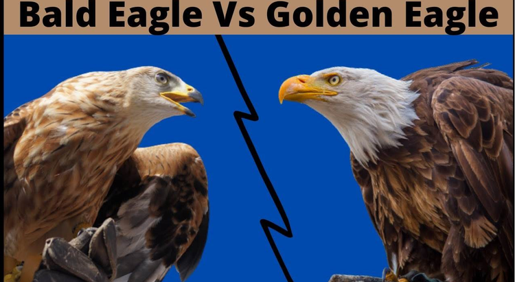 golden eagle size
